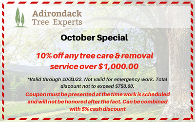 October 2022 Tree Care Specials & Coupons in Maryland & DC | Adirondack ...