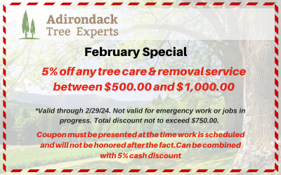 February 2024 Tree Care Specials & Coupons in Maryland & DC ...